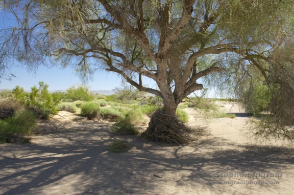 Fall in the Desert – Stephen Ingram Eastern Sierra Nature Photographer
