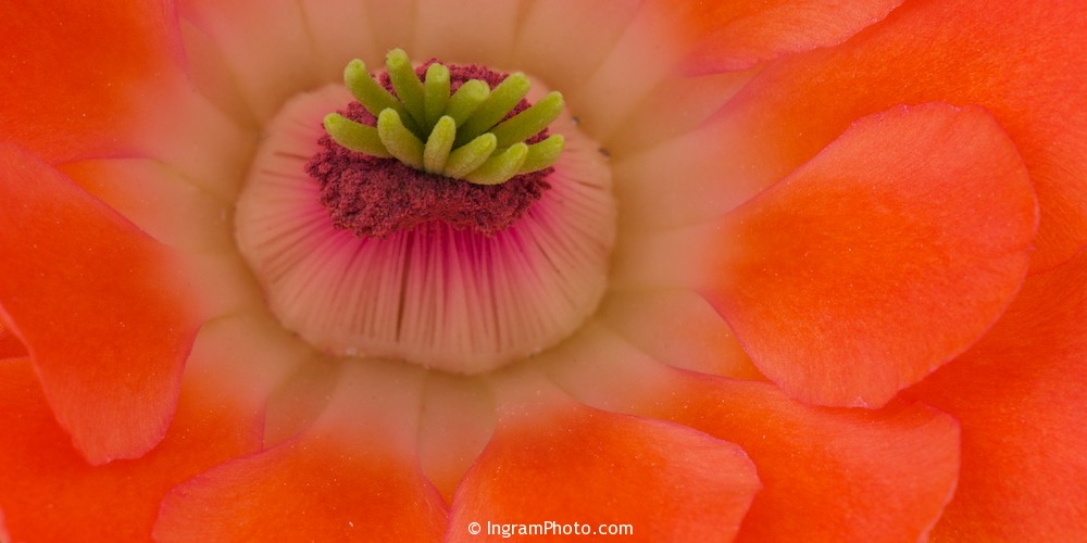 Flora – Stephen Ingram Eastern Sierra Nature Photographer
