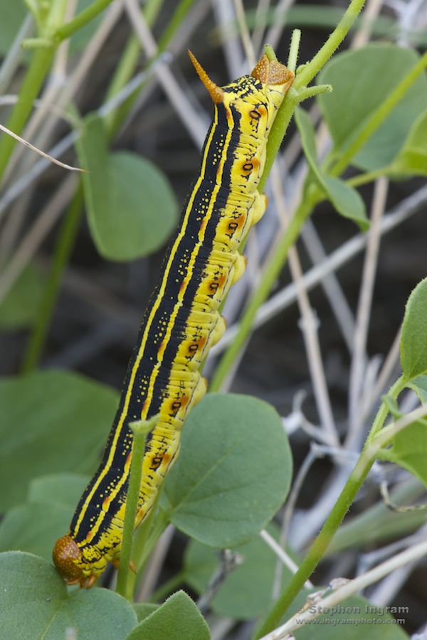 Fall in the Desert – Stephen Ingram Eastern Sierra Nature Photographer