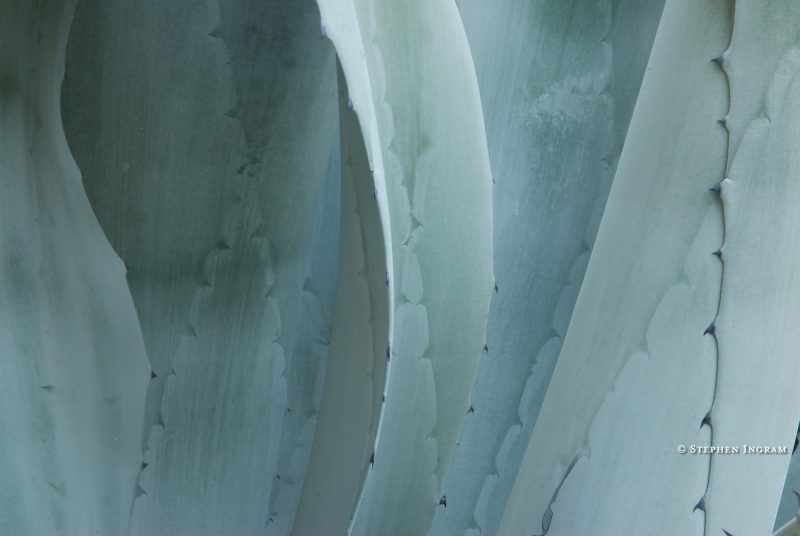 Flora – Stephen Ingram Eastern Sierra Nature Photographer