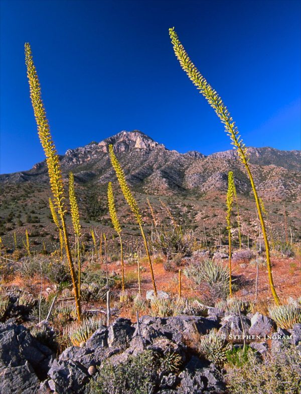 Flora – Stephen Ingram Eastern Sierra Nature Photographer