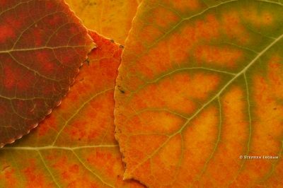 Flora – Stephen Ingram Eastern Sierra Nature Photographer