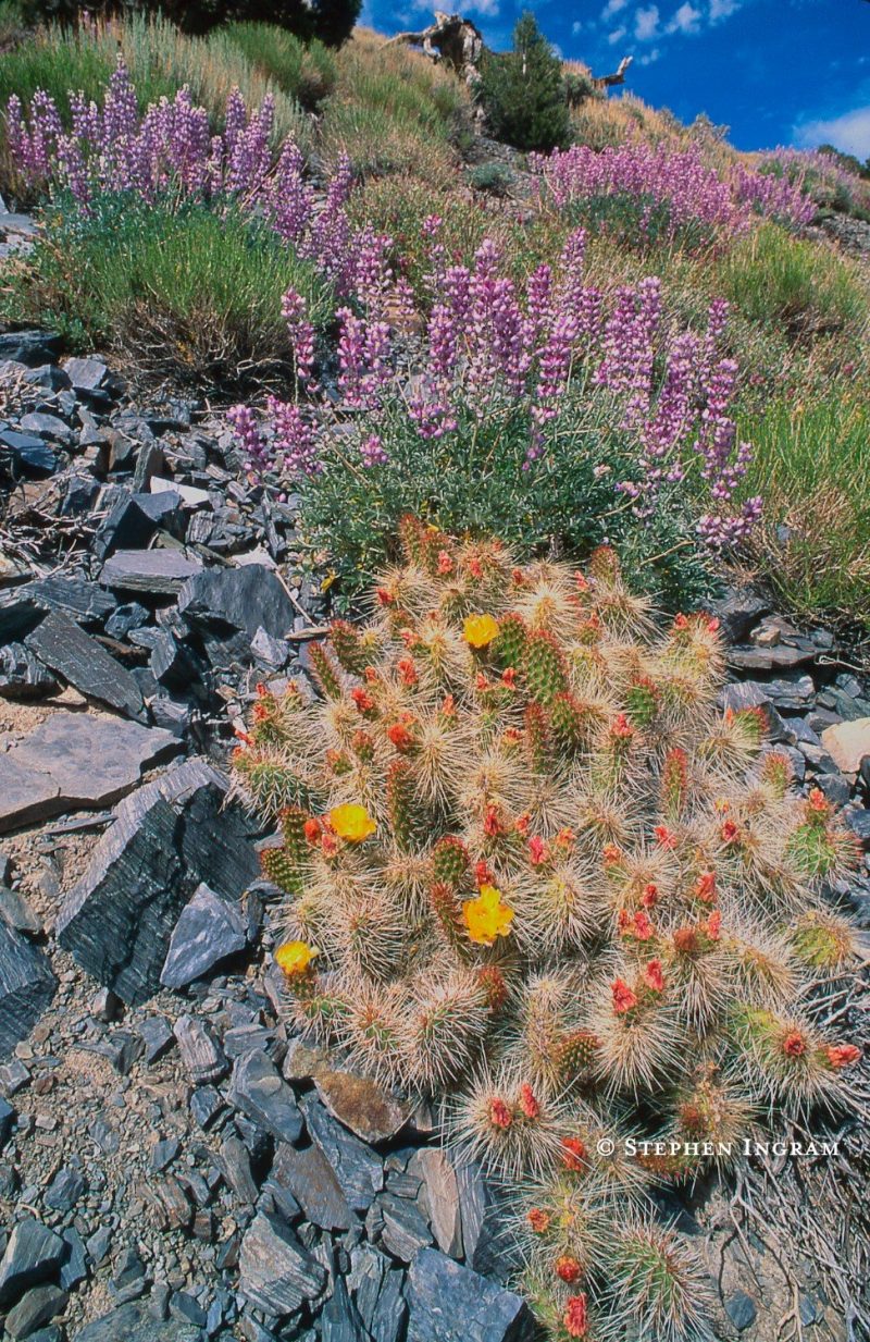 Flora – Stephen Ingram Eastern Sierra Nature Photographer