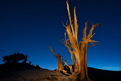 Flora – Stephen Ingram Eastern Sierra Nature Photographer