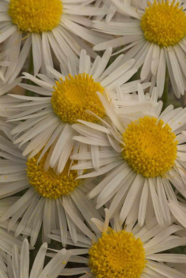 Flora – Stephen Ingram Eastern Sierra Nature Photographer