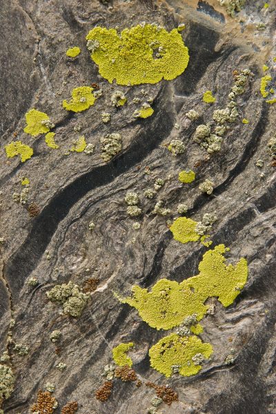 Flora – Stephen Ingram Eastern Sierra Nature Photographer