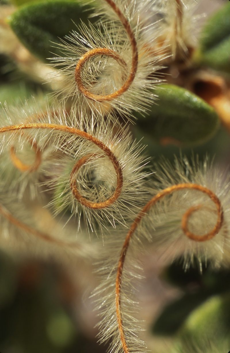Flora – Stephen Ingram Eastern Sierra Nature Photographer