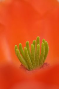 Flora – Stephen Ingram Eastern Sierra Nature Photographer