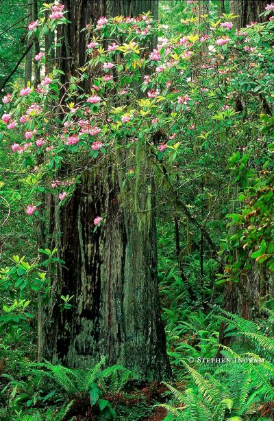 Flora – Stephen Ingram Eastern Sierra Nature Photographer