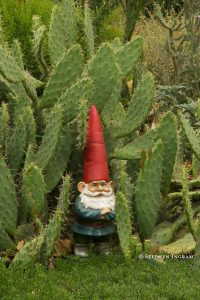 Gardens – Stephen Ingram Eastern Sierra Nature Photographer