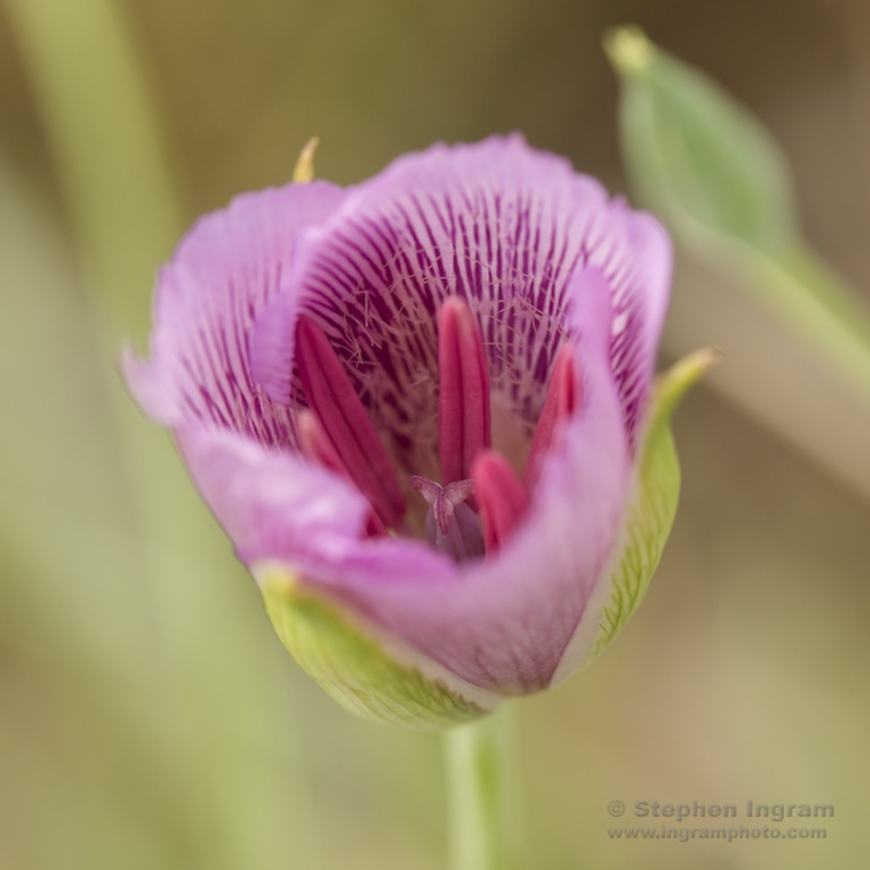 Tejon Ranch, Spring 2018 – Stephen Ingram Eastern Sierra Nature ...