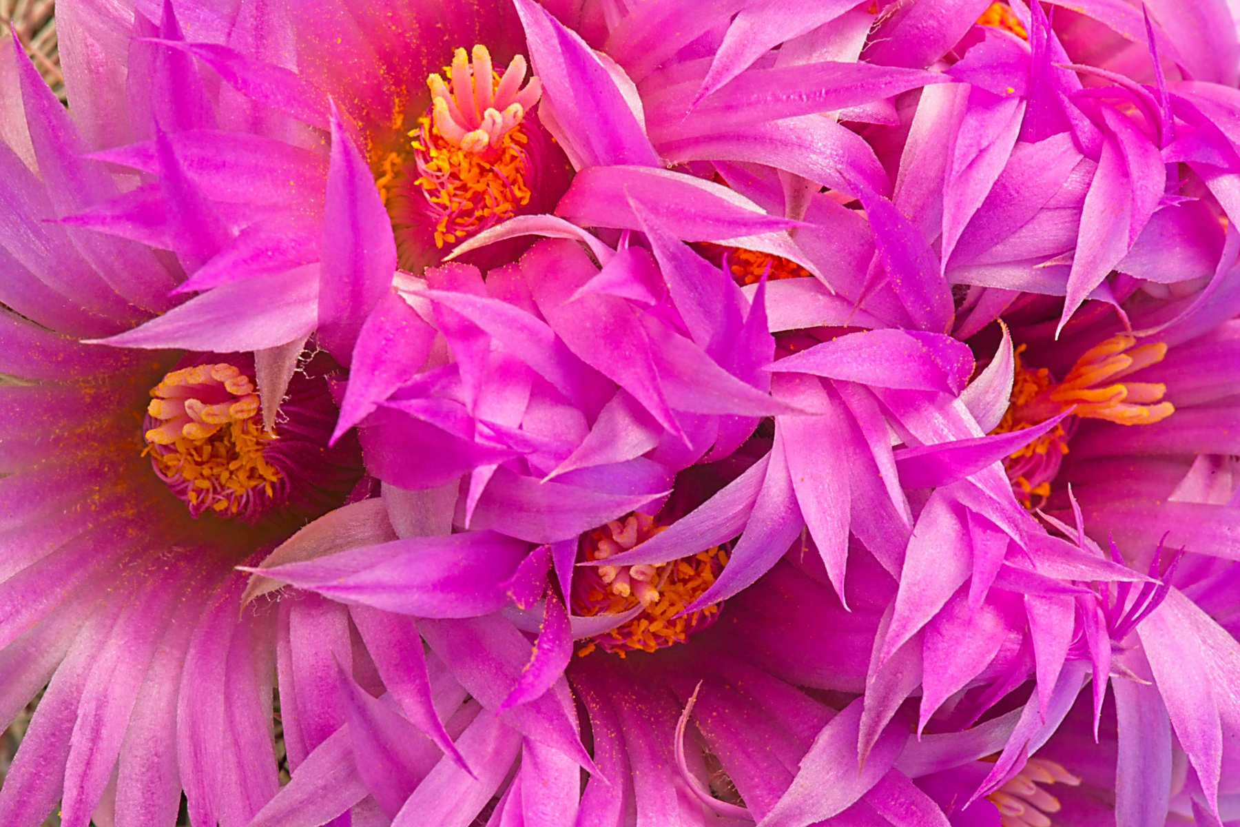 Stephen Ingram Eastern Sierra Nature Photographer – Landscape ...